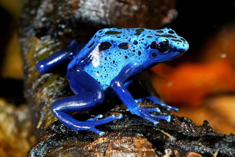 Amphibien (Amphibia) - TierDoku.de