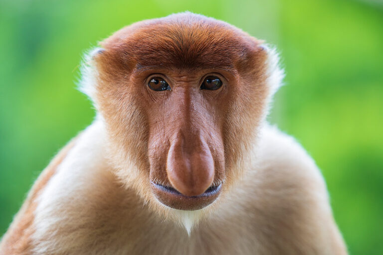 Hausmaus (Mus musculus) - TierDoku.de